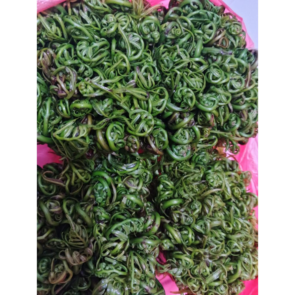 Jual sayur pakis/paku/ ki choi/miding(abis imlek baru reaady) | Shopee ...