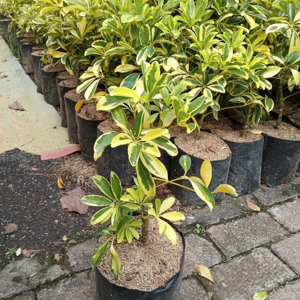 Jual Tanaman Hias Hidup Wali Songo Variegata | Tanaman hias outdoor ...