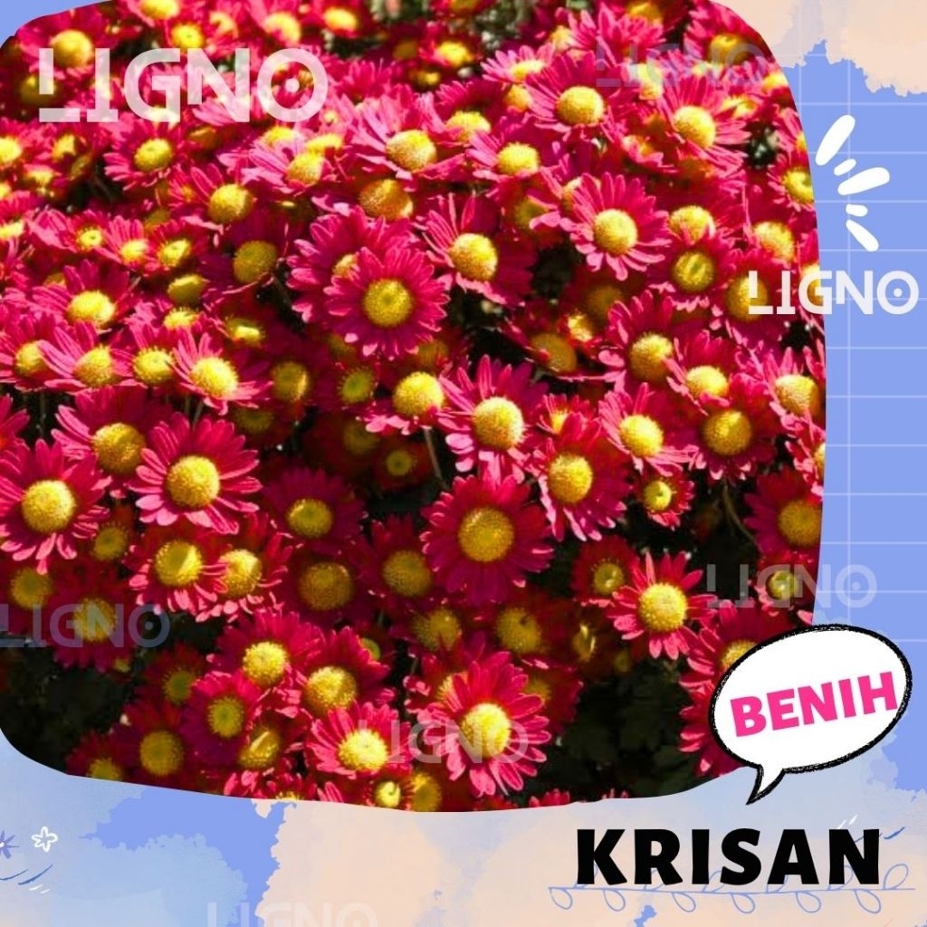 Jual Benih KRISAN RED (isi-3) Chrysanthemum - Biji Bibit Bunga | Shopee ...
