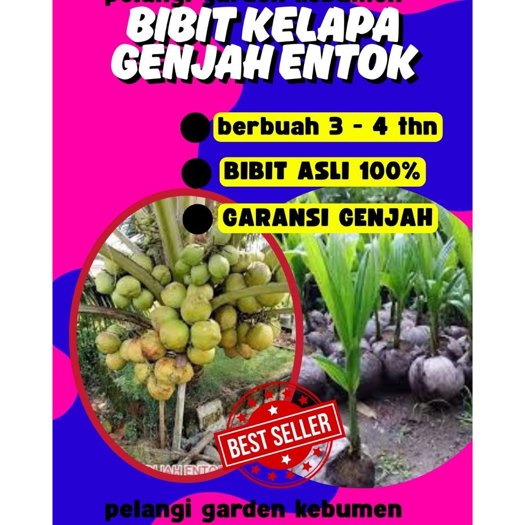 Jual LANGSUNG DARI INDUKAN !! Bibit Buah Kelapa Genjah Entok ...
