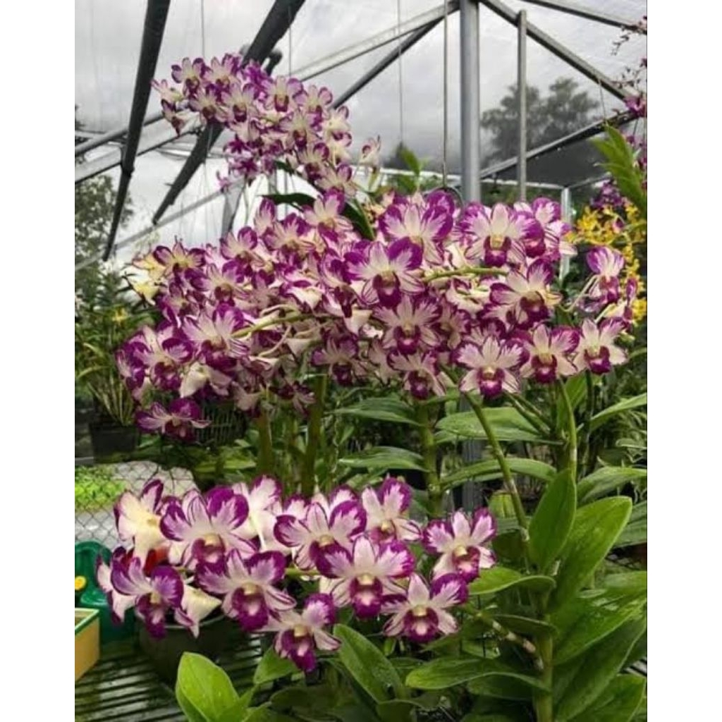 Jual Dendrobium Ang Peng Bong Remaja Siap Bunga kloning Import Bangkok ...