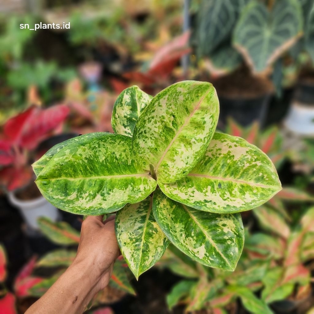 Jual tanaman hias aglonema Ayu green.( asli tanian lokal ) | Shopee ...