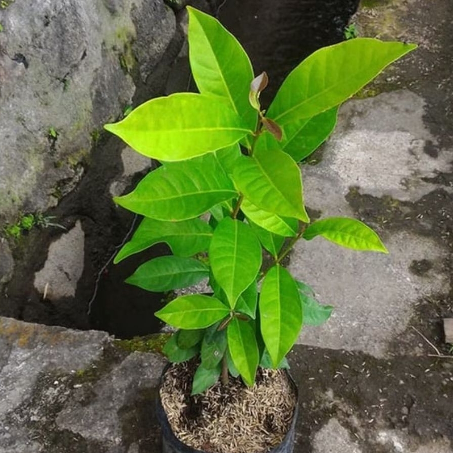 Jual Tanaman Daun Salam / Bay Leaf / Indonesian Laurel ( Daun Herbal ...