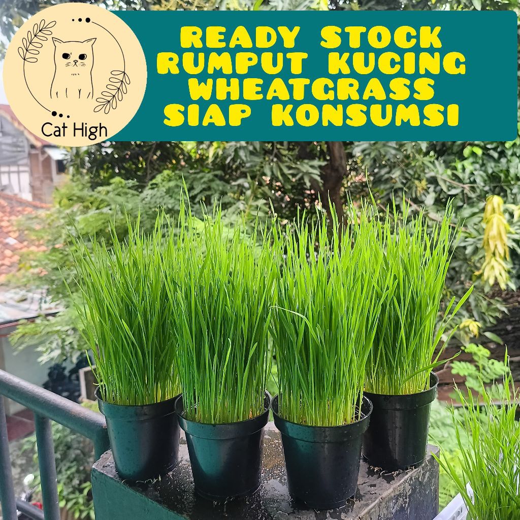 Jual rumput kucing wheatgrass rumput gandum catgrass fresh siap ...