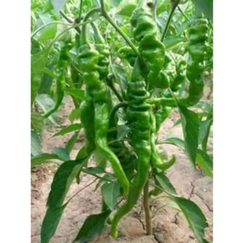 Jual BENIH BIJI CABE JUMBO SPIRAL ( ISI 20 BUTIR) | Shopee Indonesia