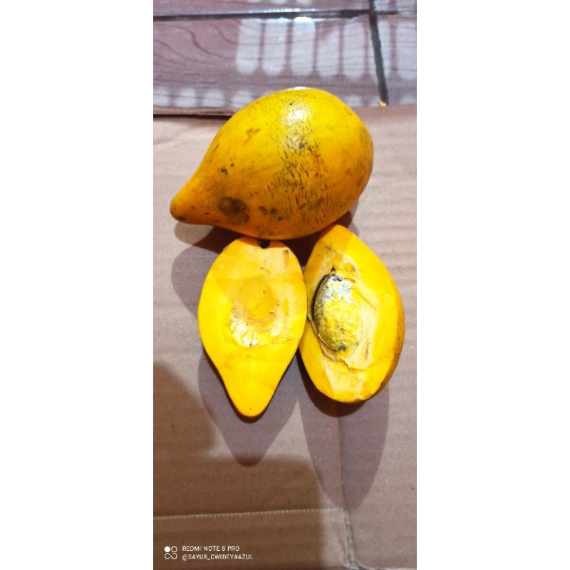 Jual Buah alkesa/sawo Belanda campoleh fresh 1kg | Shopee Indonesia