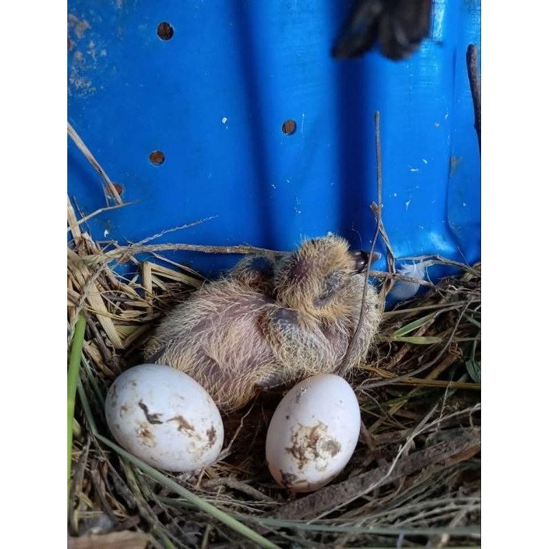 Jual TELUR MERPATI BURUNG DARA FERTIL ASLI MERPATI KOLONG | Shopee ...