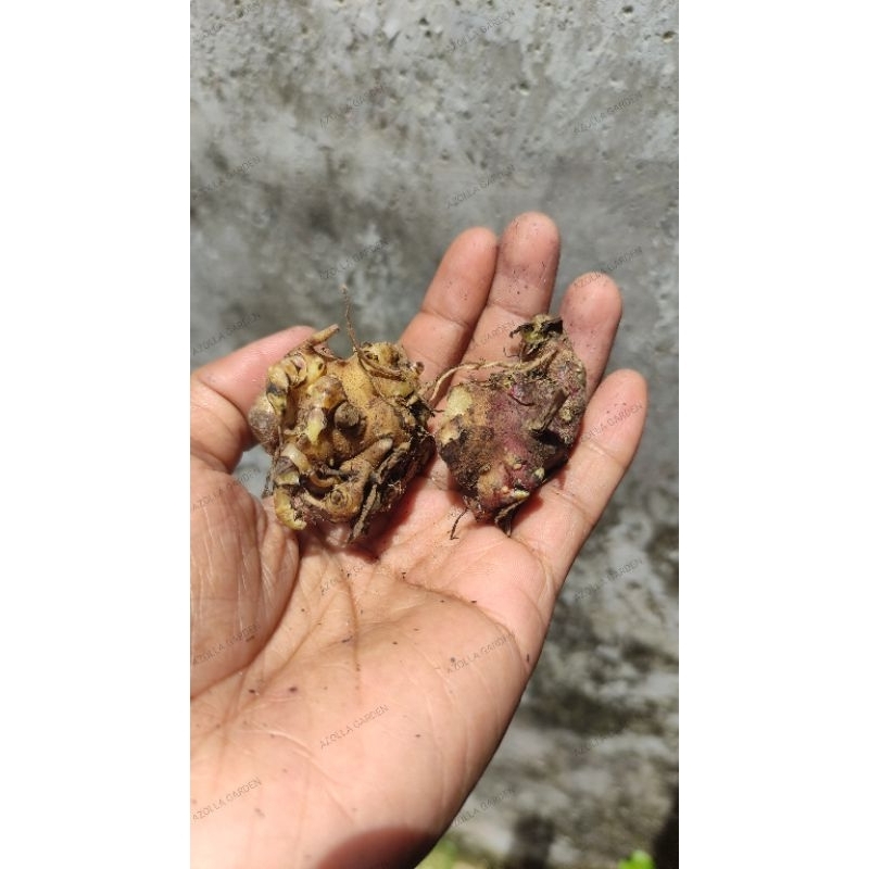 Jual paket bibit bonggol tunas umbi yakon original ubi yacon | Shopee ...