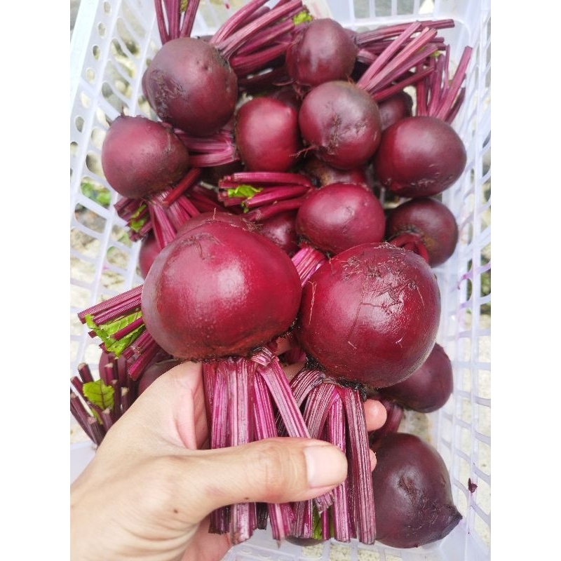 Jual Buah bit merah organik segar langsung dari kebun 1kg | Shopee ...