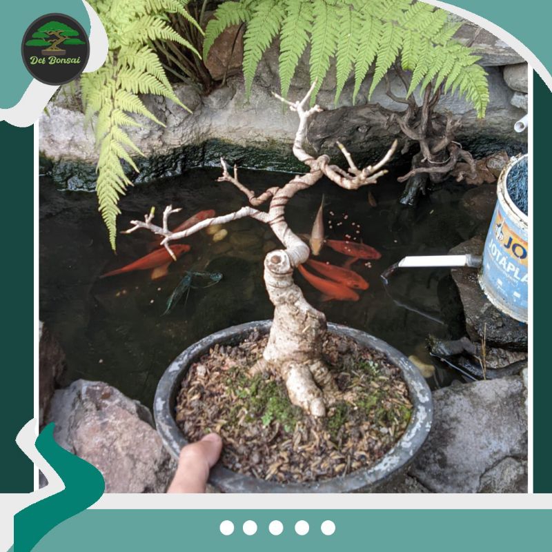Jual Bonsai Bunut ( bakalan ) | Shopee Indonesia