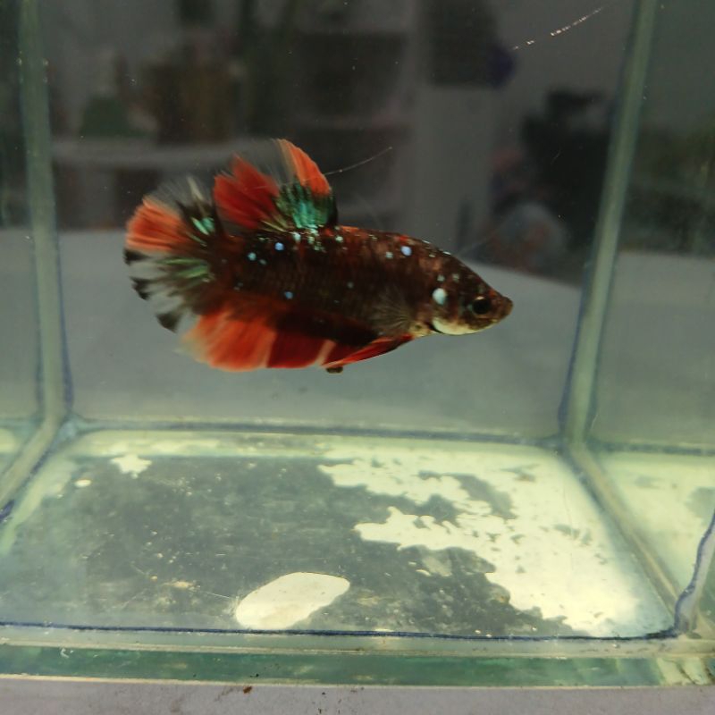 Jual (326) Hiasan Akuarium Plakat Avatar Gordon Nemo / Foto Asli ...