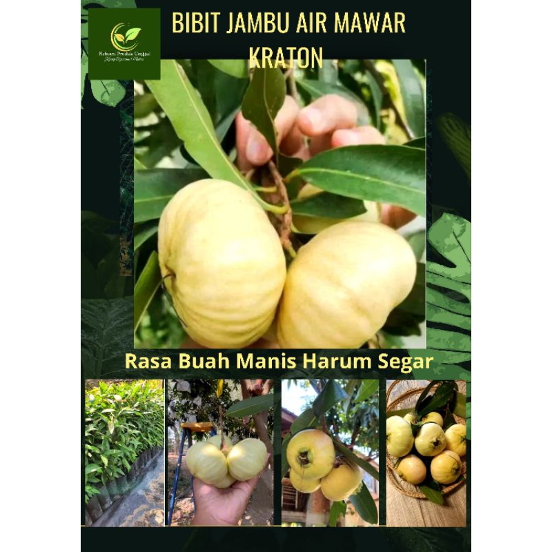 Jual Bibit Jambu Air Mawar Kraton Kuning Unik Langka Rasa Buah Manis ...