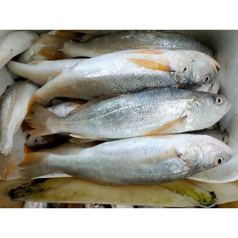 Jual ikan samge segar/ikan senangin hasil laut 1kg | Shopee Indonesia