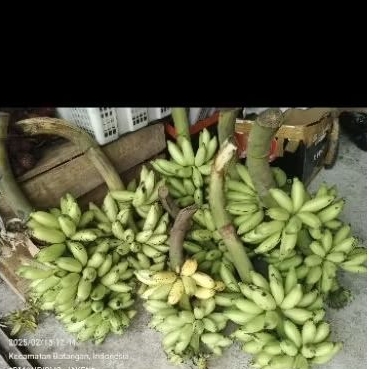 Jual pisang putri 1 kg | Shopee Indonesia