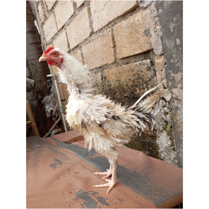 Jual Ayam walik putih blorok kampung jantan jago remaja di Jakarta ...