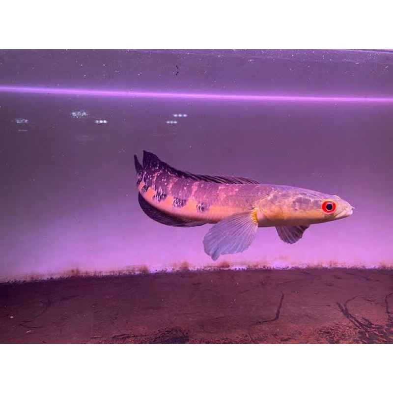 Jual Maru Riau Batik Uda uda Lauak | Shopee Indonesia