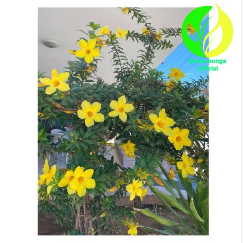Jual Tanaman bunga Alamanda kuning / pohon alamanda bunga kuning ...