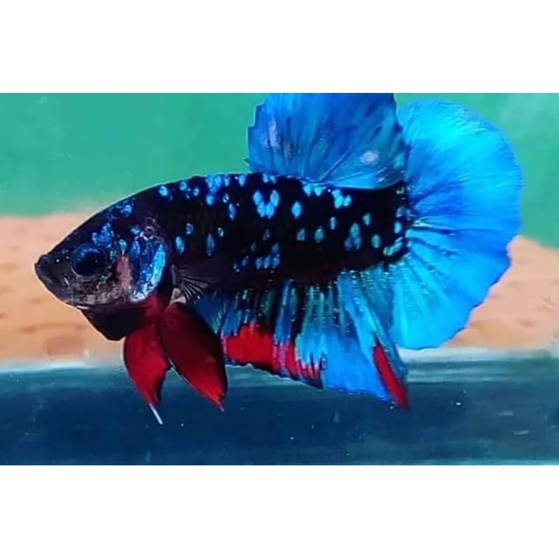 Jual Avatar gordon/Avatar Cooper | Shopee Indonesia