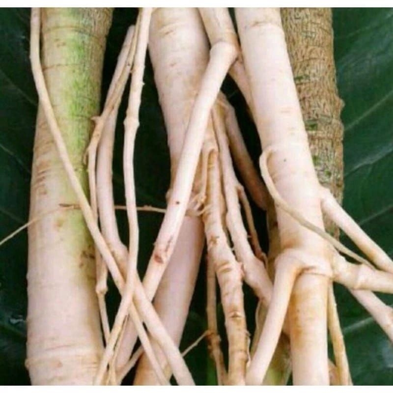 Jual 500 gram akar pepaya jantan segar / akar tanaman pepaya jantan ...