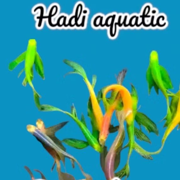 Jual ikan hias Danio slayer | Shopee Indonesia