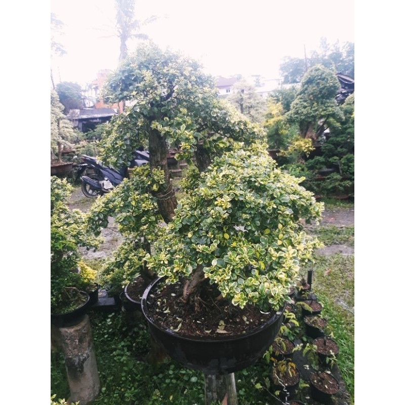 Jual BONSAI DURANTA DAUN / PENITIAN DAUN VARIGATA UKURAN JUMBO BESAR ...
