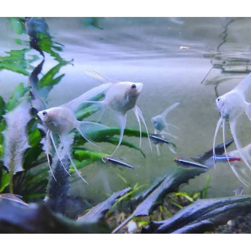 Jual Manfish platinum slayer beli 5 bonus pakan | Shopee Indonesia