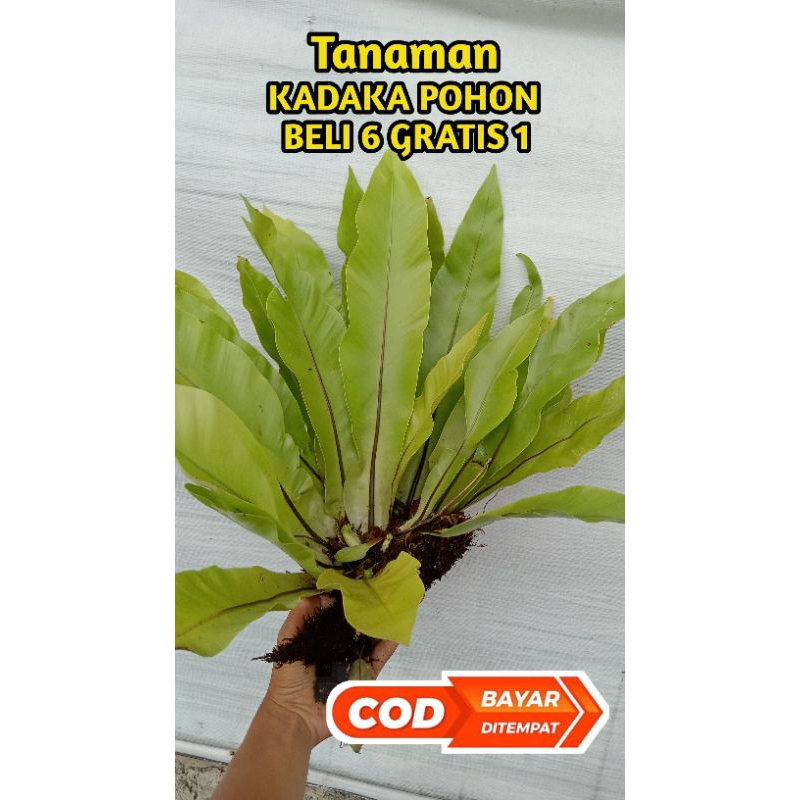 Jual TANAMAN KADAKA POHON / TANAMAN KADAKA / KADAKA HUTAN / KADAKA ...