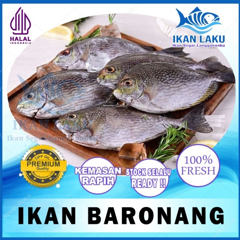 Jual Ikan Laku – Ikan Baronang Segar 1kg – Rabbit Fish Premium Seafood ...