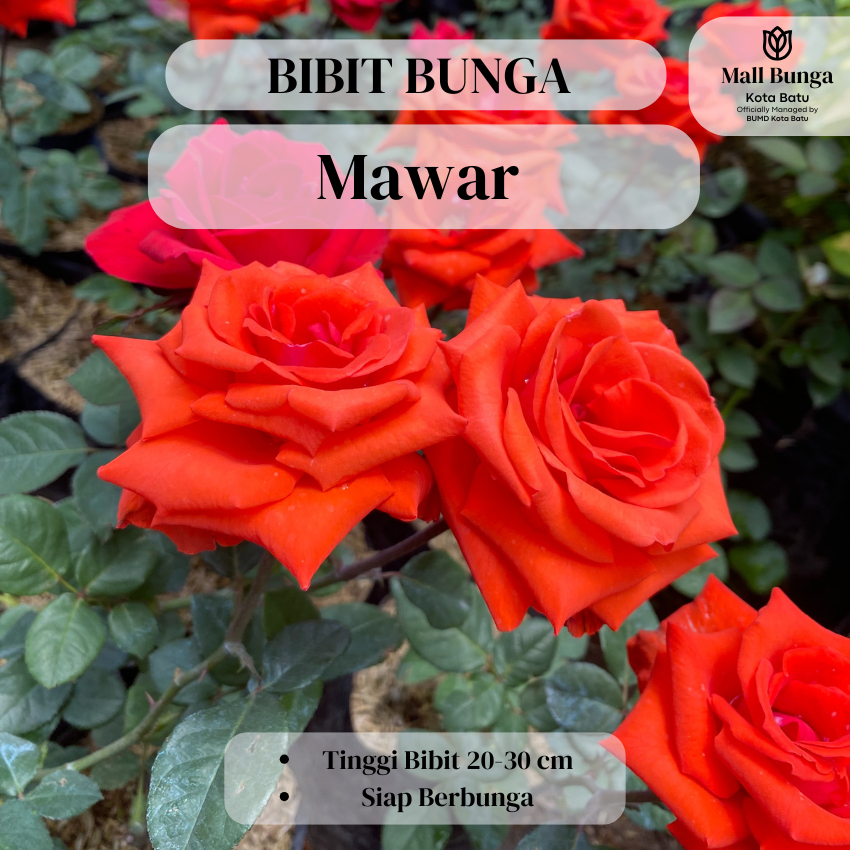 Jual Bibit Tanaman Bunga Mawar Ecer Sudah Berbunga Siap Tanam Pilih ...