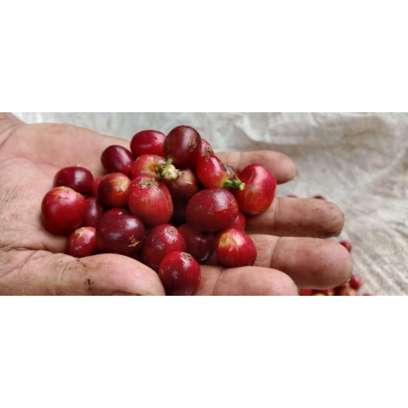 Jual biji ceri merah kopi arabika super segar 1kg | Shopee Indonesia
