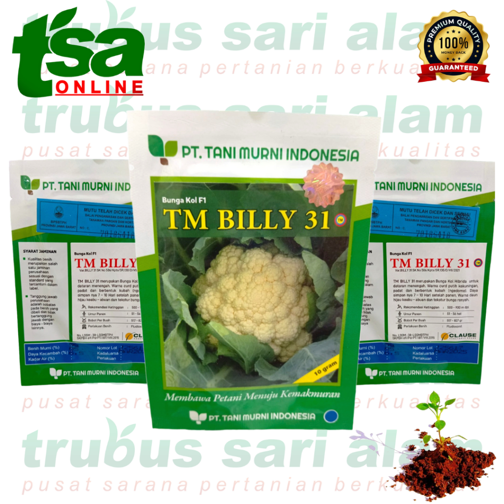 Jual TM BILLY 31 F1 - 10gr Benih biji bibit bunga kembang kol sayur ...