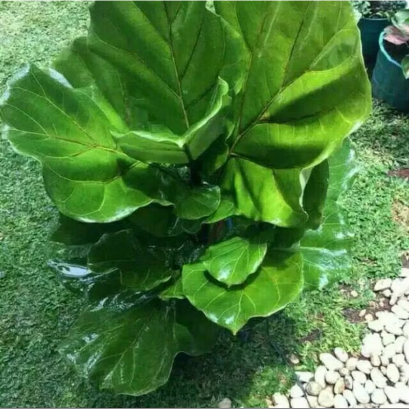 Jual tanaman ketapang biola berdaun rimbun besar tinggi 1 meter ...