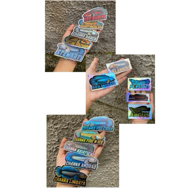 Jual STICKER CHANNA AURANTI, BARCA , STEWARTI , MARULIODES, ASIATICA ...