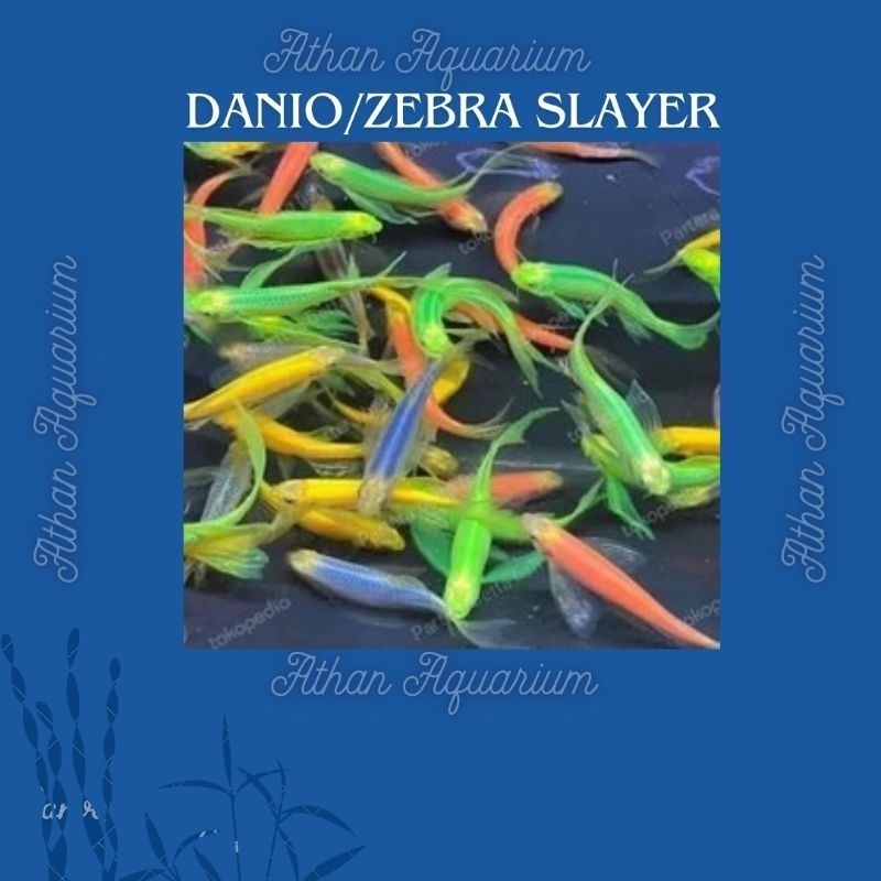 Jual Danio/zebra Slayer mix ukuran 2-4cm | Shopee Indonesia