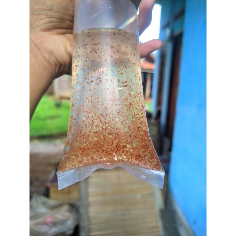 Jual isi 2 kantong DAPNIA MAGNA/KUTU AIR RAKSASA | Shopee Indonesia