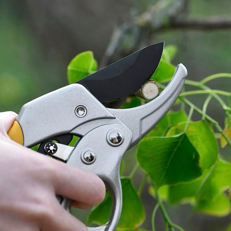 Jual Pi Pruning Shears Gunting Dahan Bunga Gunting pohon buah berlapis titanium dari baja tahan ...