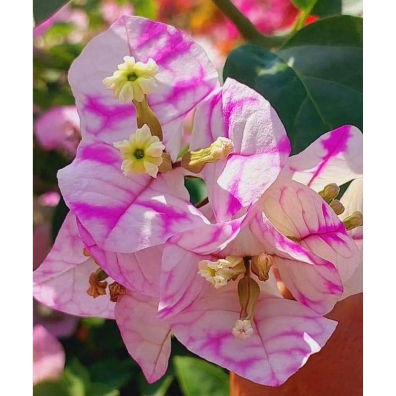 Jual Tanaman Bugenvi iD Poutry bunga gradasi cantik | Shopee Indonesia