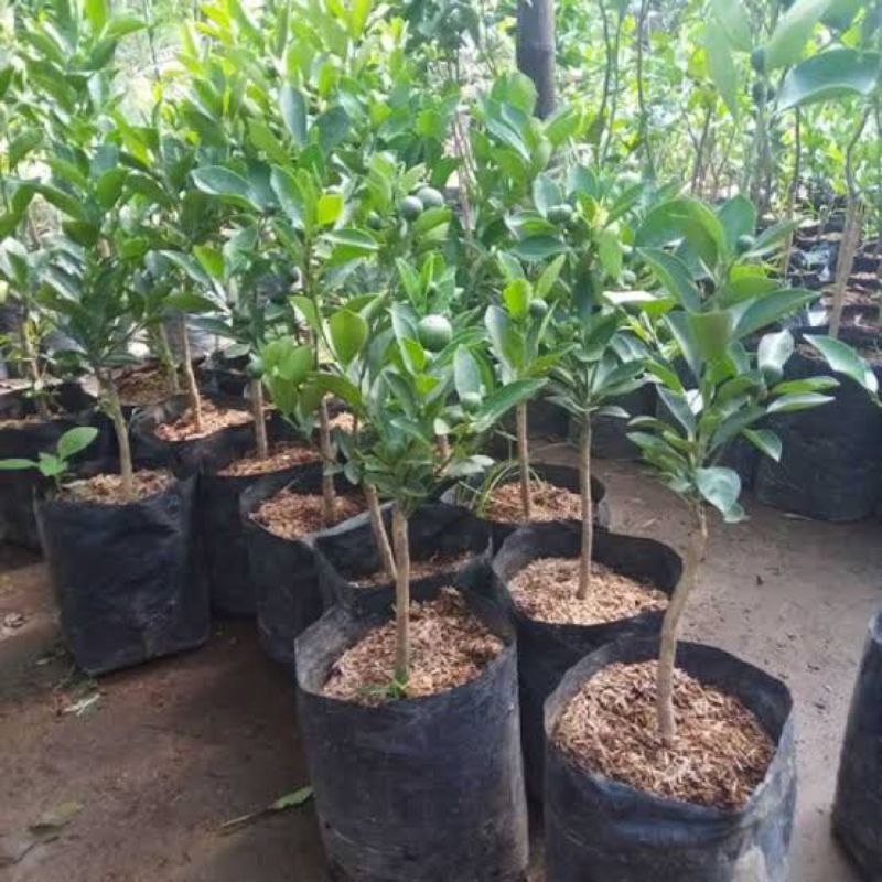 Jual bibit jeruk bali | Shopee Indonesia