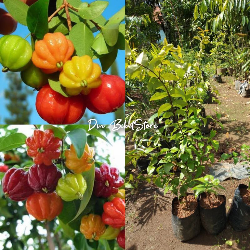 Jual Bibit Buah Dewandaru Ukuran 80cm-1Meter Rimbun Siap Tanam | Bibit ...