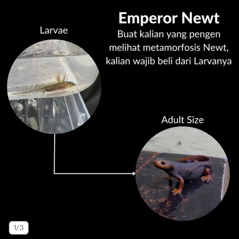Jual Himalayan Newt - Remaja dan Larva Newt Bukan Salamander | Shopee ...