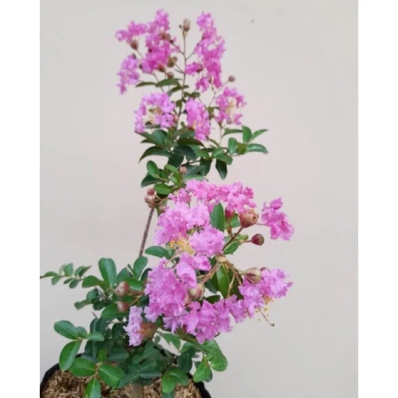 Jual BIBIT BUNGA SAKURA JEPANG KONDISI (SIAP BERBUNGA) COCOK DI TARUH ...