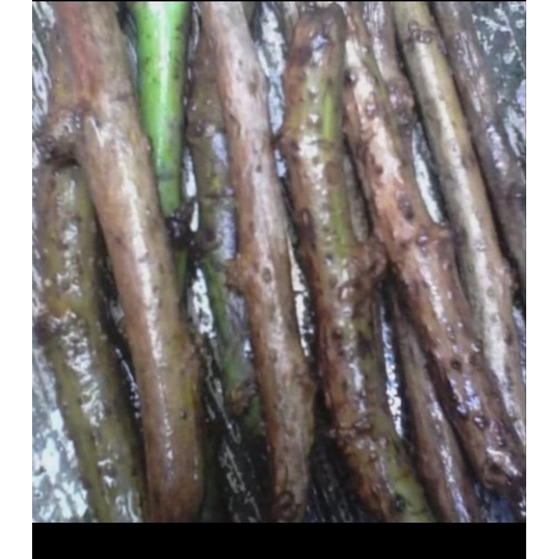 Jual Stek bibit batang insulin siap tanam | Shopee Indonesia