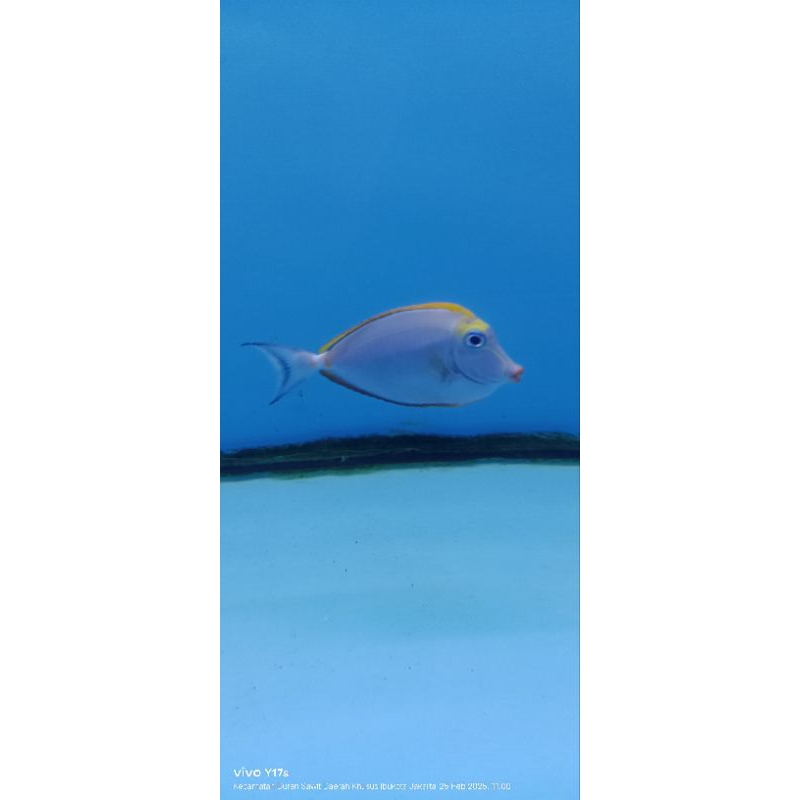 Jual Ikan Hias Air Laut Botana Naso Padang | Shopee Indonesia