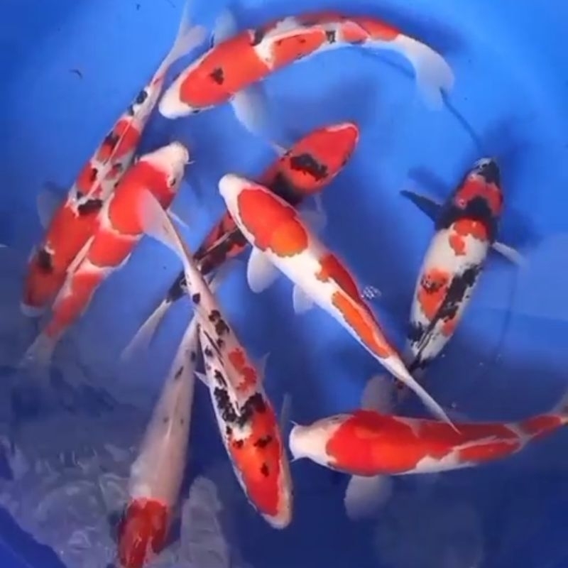 Jual IKAN KOI SUPER JUMBO F1 41CM | Shopee Indonesia