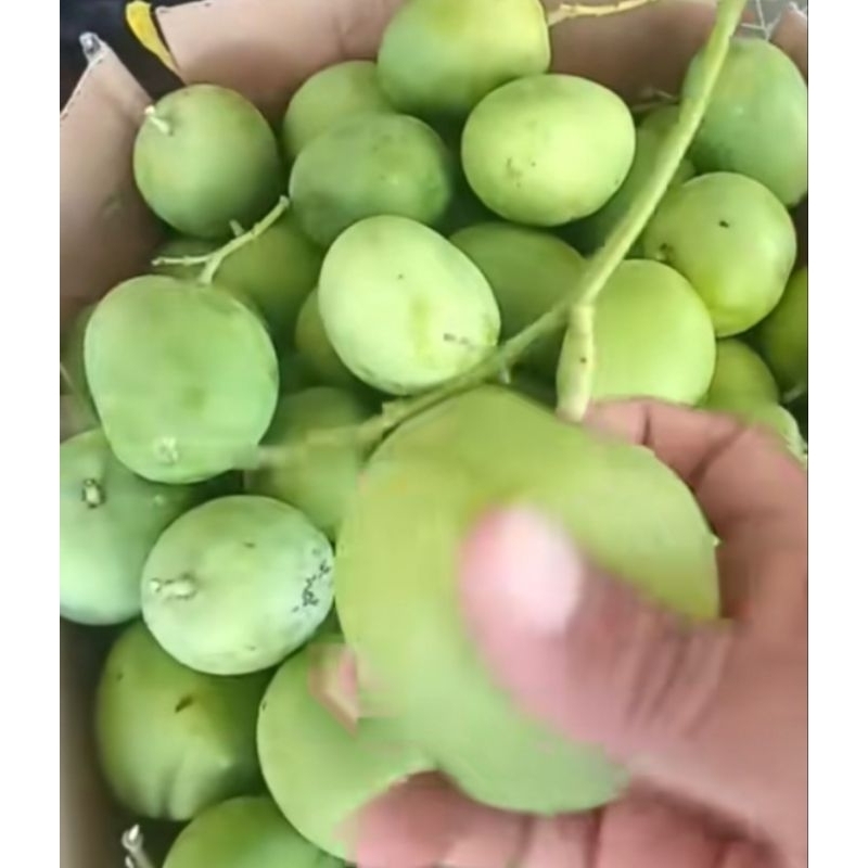 Jual MANGGA MUDA MINI 1kg segar dan fress baru petik dari pohon cocok ...