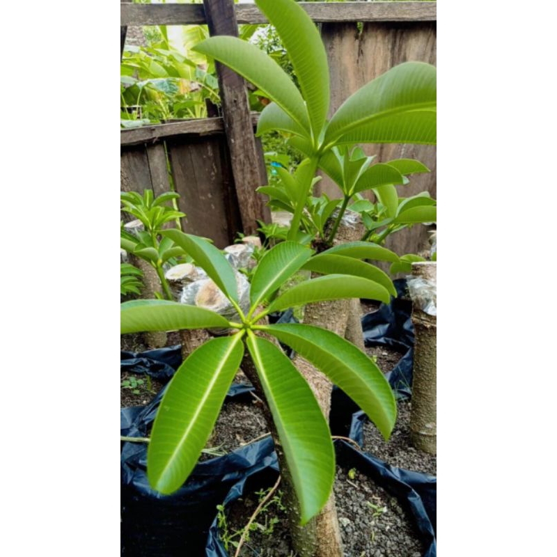 Jual Stek Pohon Pule Sudah Berakar Siap Tanam !!Tinggi -+60cm | Shopee ...