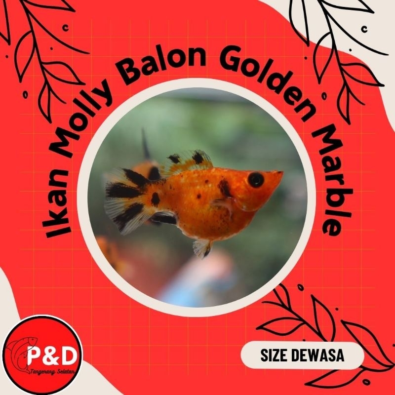 Jual Ikan Molly Balon Sunkist Marble | Molly Balon Cendrawasih | Ikan ...