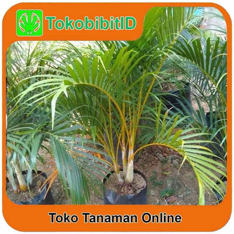 Jual Tanaman palem kuning | Shopee Indonesia