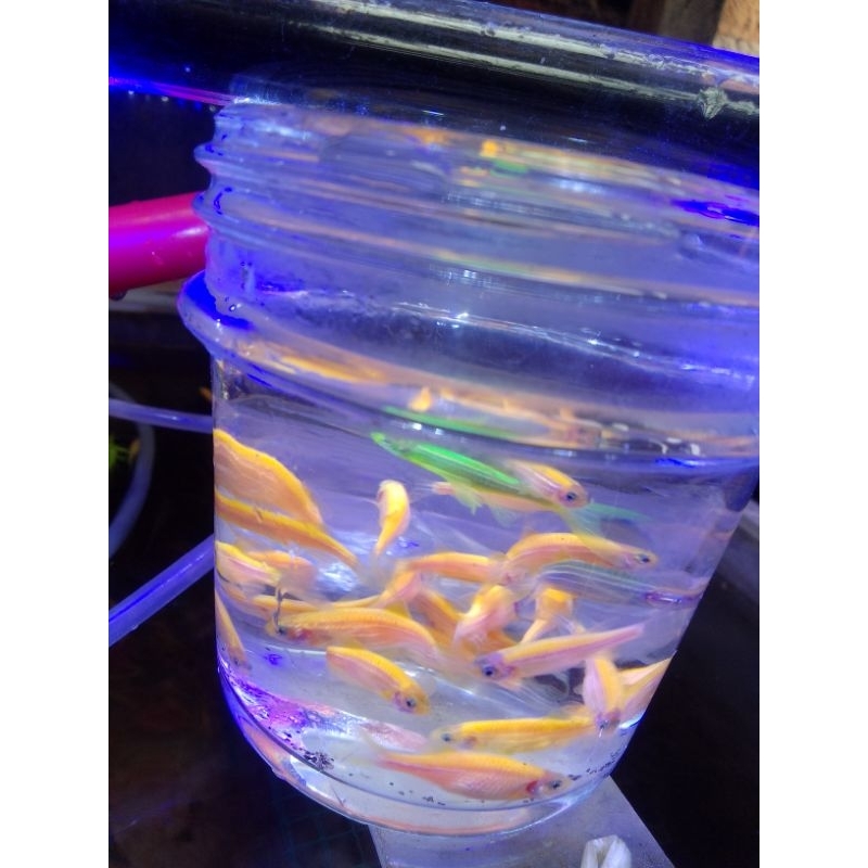Jual danio kuning slayer 20 ekor + bonus | Shopee Indonesia