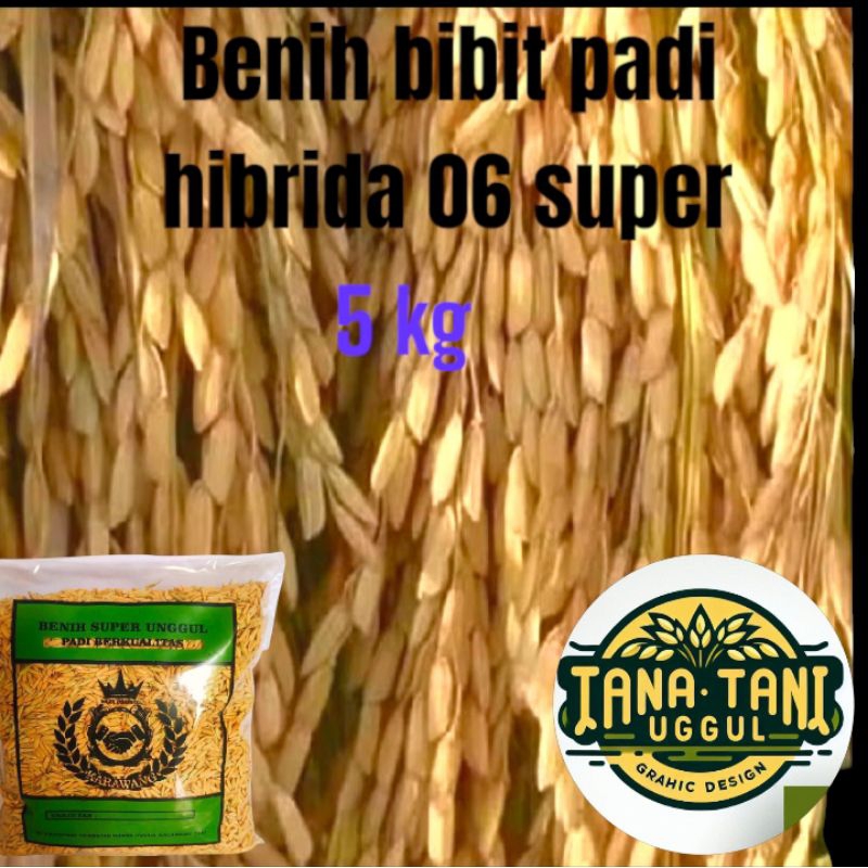 Jual BENIH BIBIT PADI HIBRIDA 06 SUPER UNGGUL 5KG | Shopee Indonesia